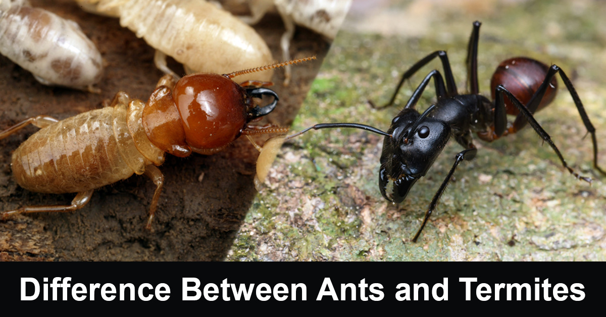 What Is The Difference Between Ants And Termites? - SciFAQs